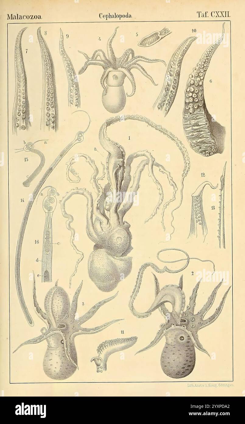 Unique tentacle structures hi-res stock photography and images - Alamy