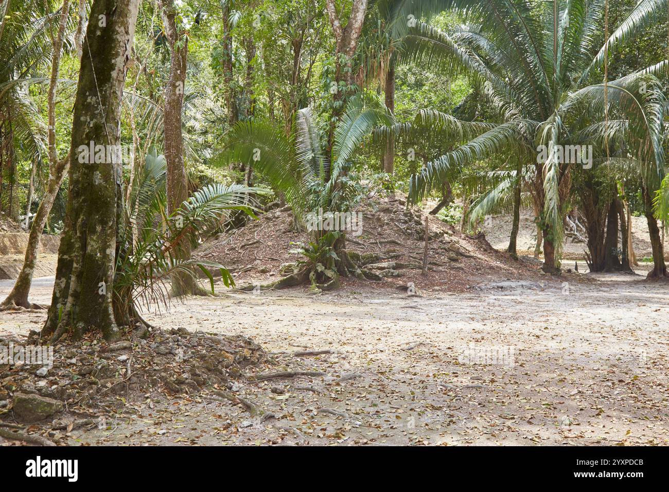 Lamanai was one of the longest continually inhabited cities of the ...