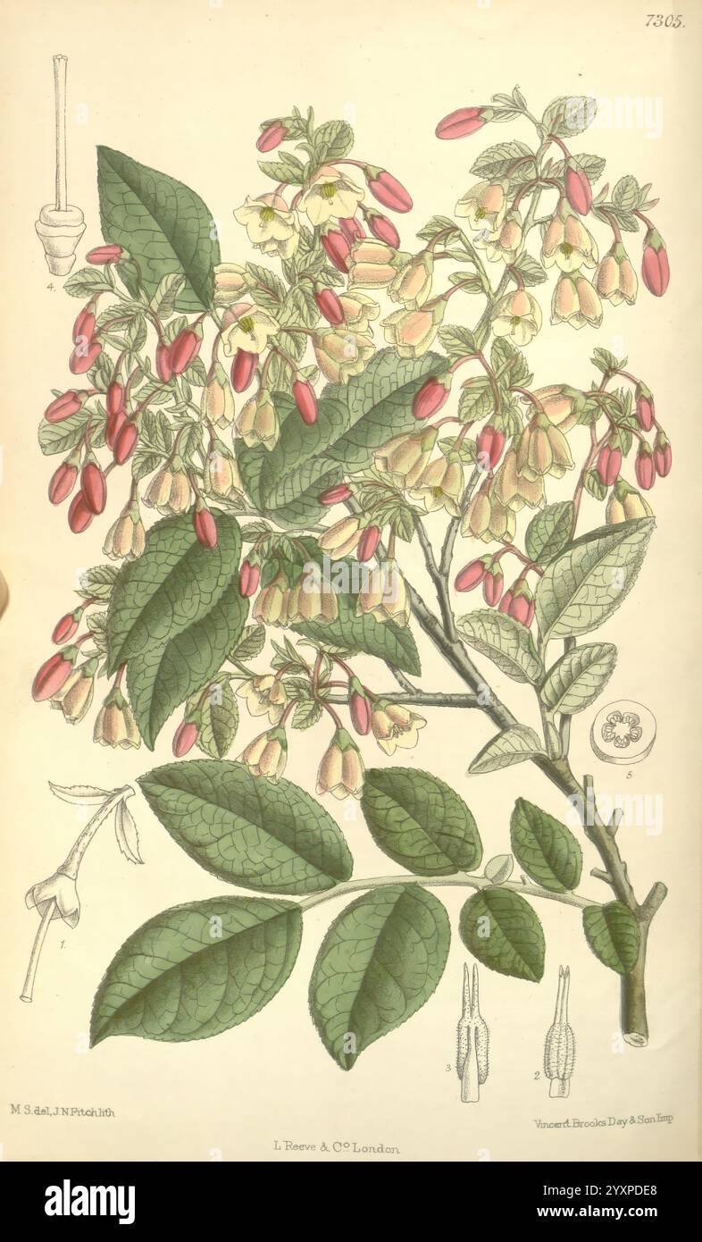 Delicate bell shaped forms hi-res stock photography and images - Alamy