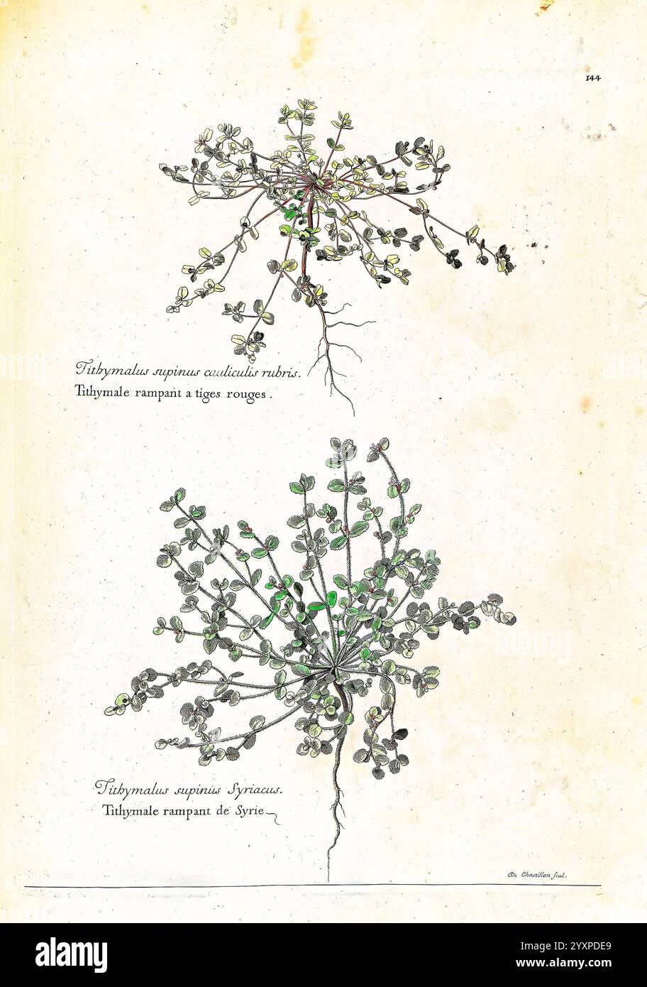 Illustration displays two distinct plant species hi-res stock ...
