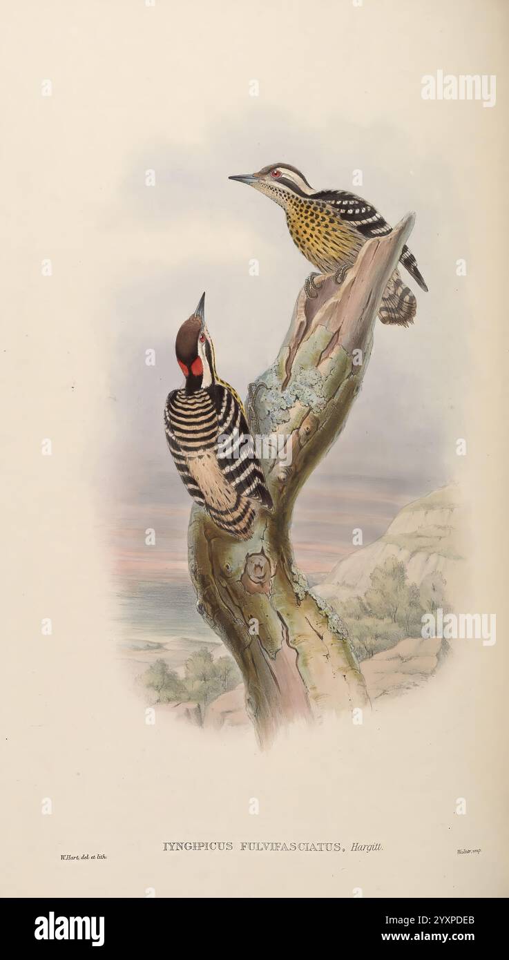Birds of Asia, by John Gould, pub. by the author 1850-1883, Asia, Birds ...