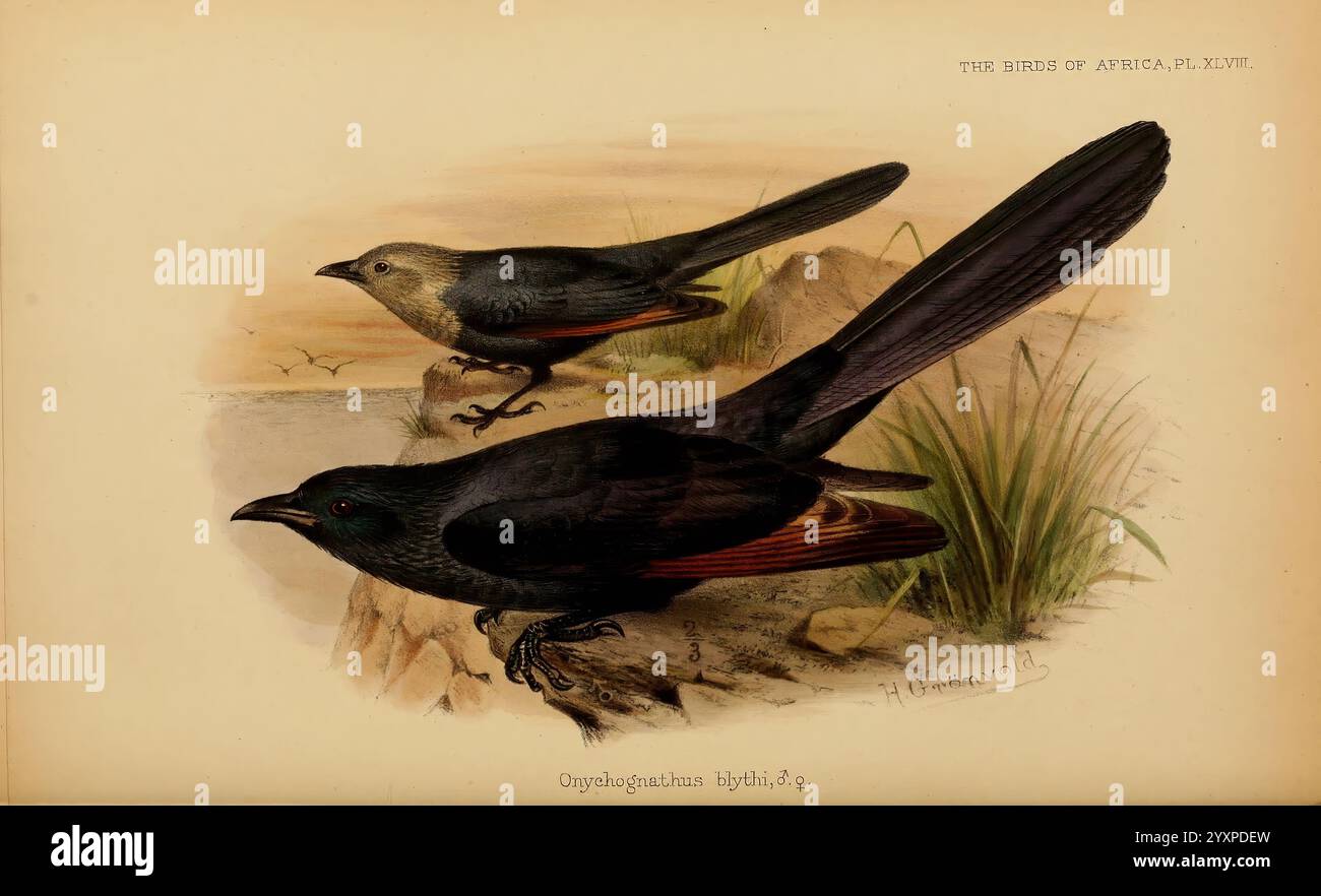 Featuring striking iridescent plumage hi-res stock photography and ...