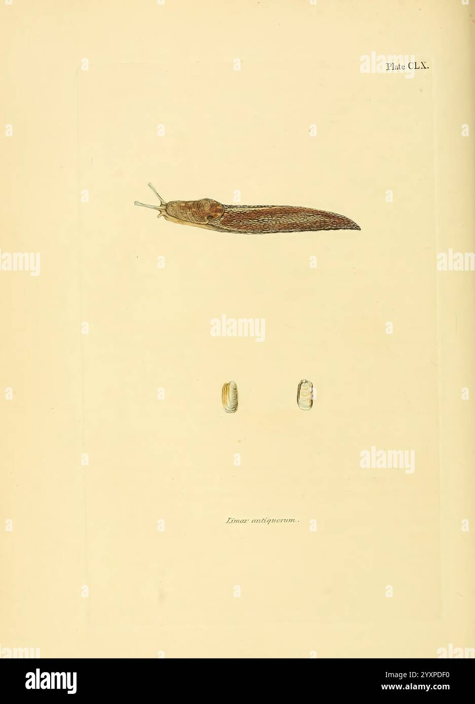 Diversity within shelled mollusks hi-res stock photography and images ...