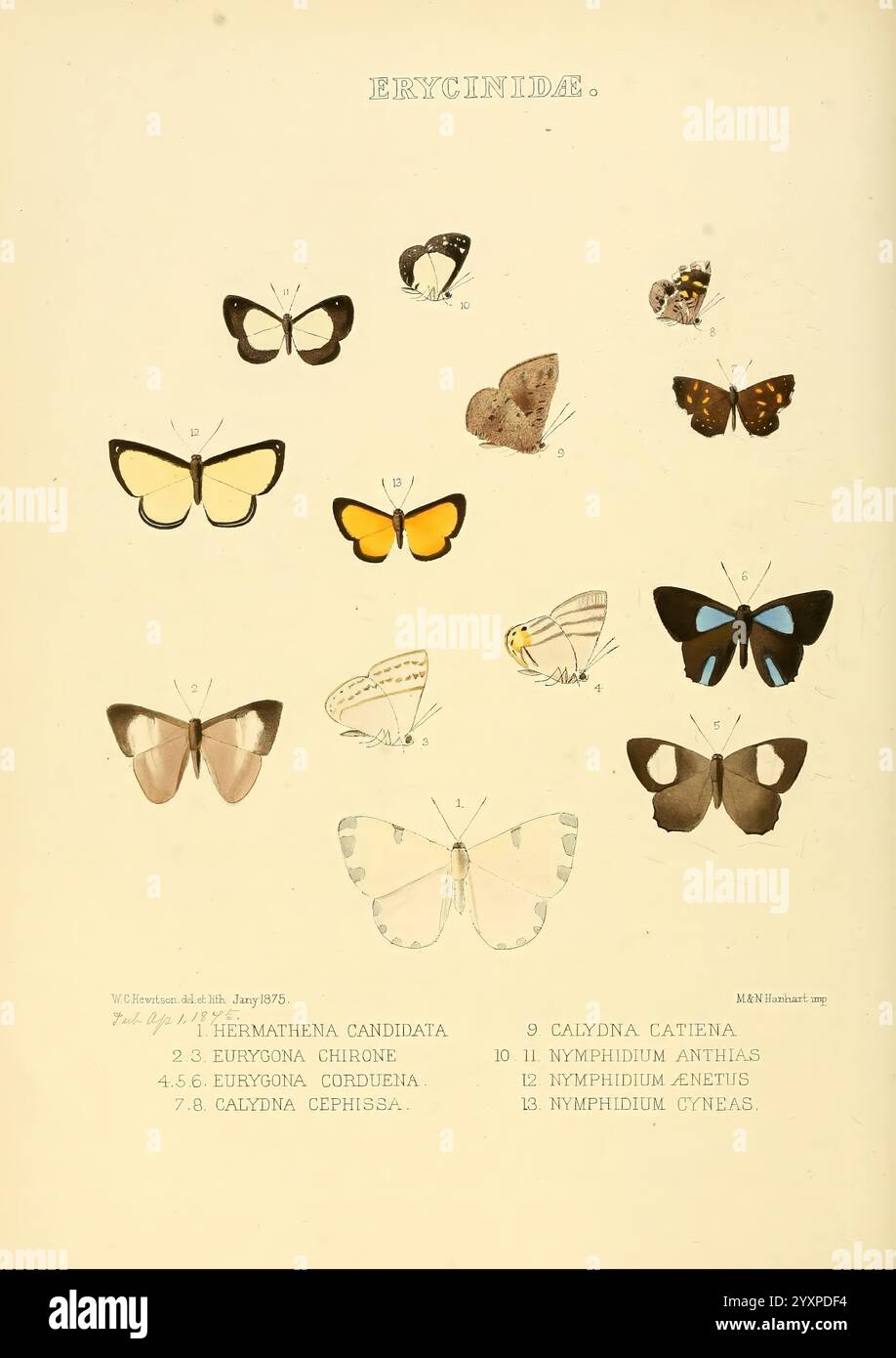Illustrations of New Species of Exotic Butterflies London, John Van ...