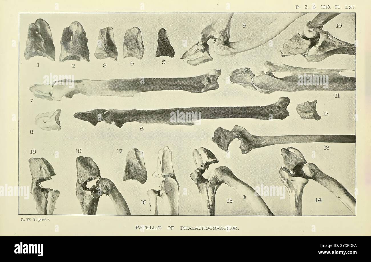 Proceedings of the Zoological Society of London, London, Academic Press ...