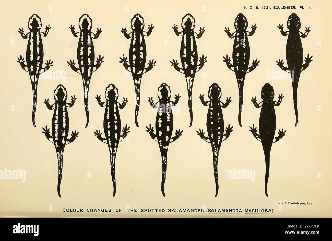 Salamanders distinctive spots hi-res stock photography and images - Alamy