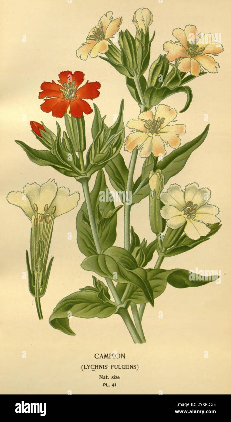 Favourite, flowers, of, garden, and, greenhouse, London, and, New York ...