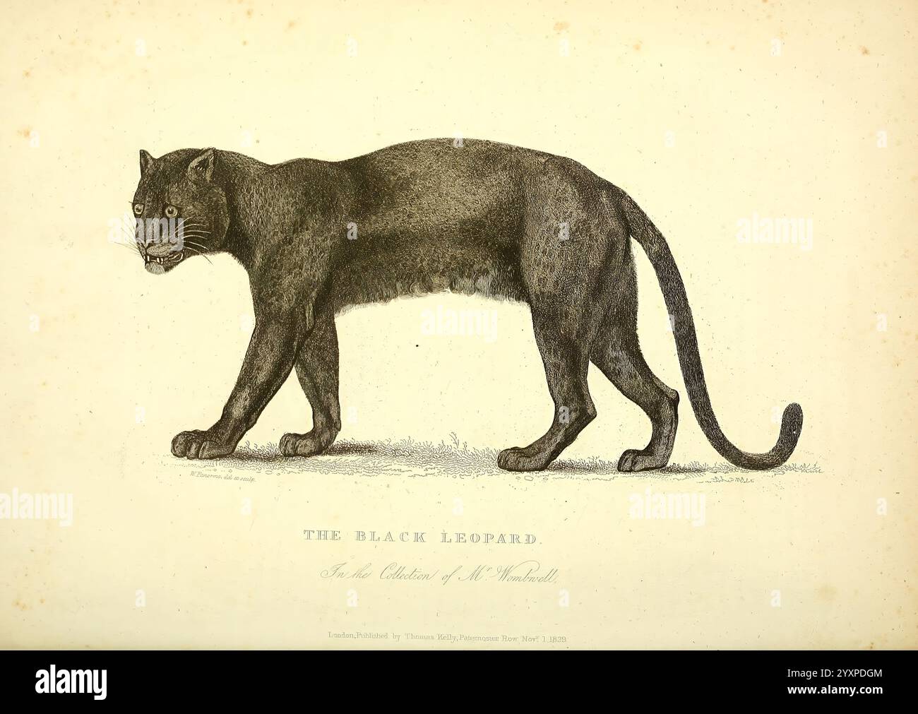 Strong limbs showcased hi-res stock photography and images - Alamy