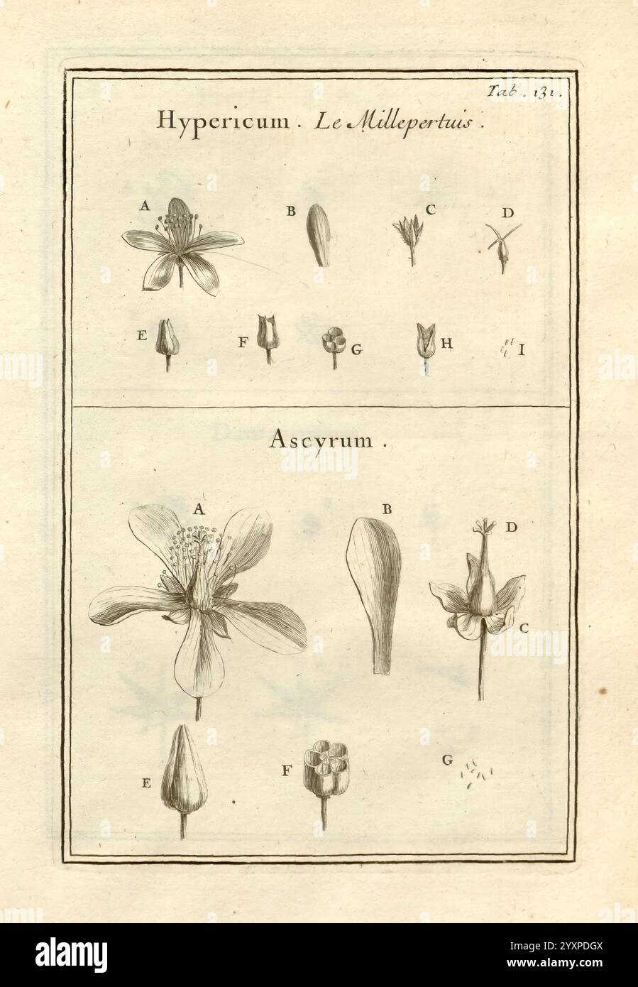 Floral diagrams hi-res stock photography and images - Alamy