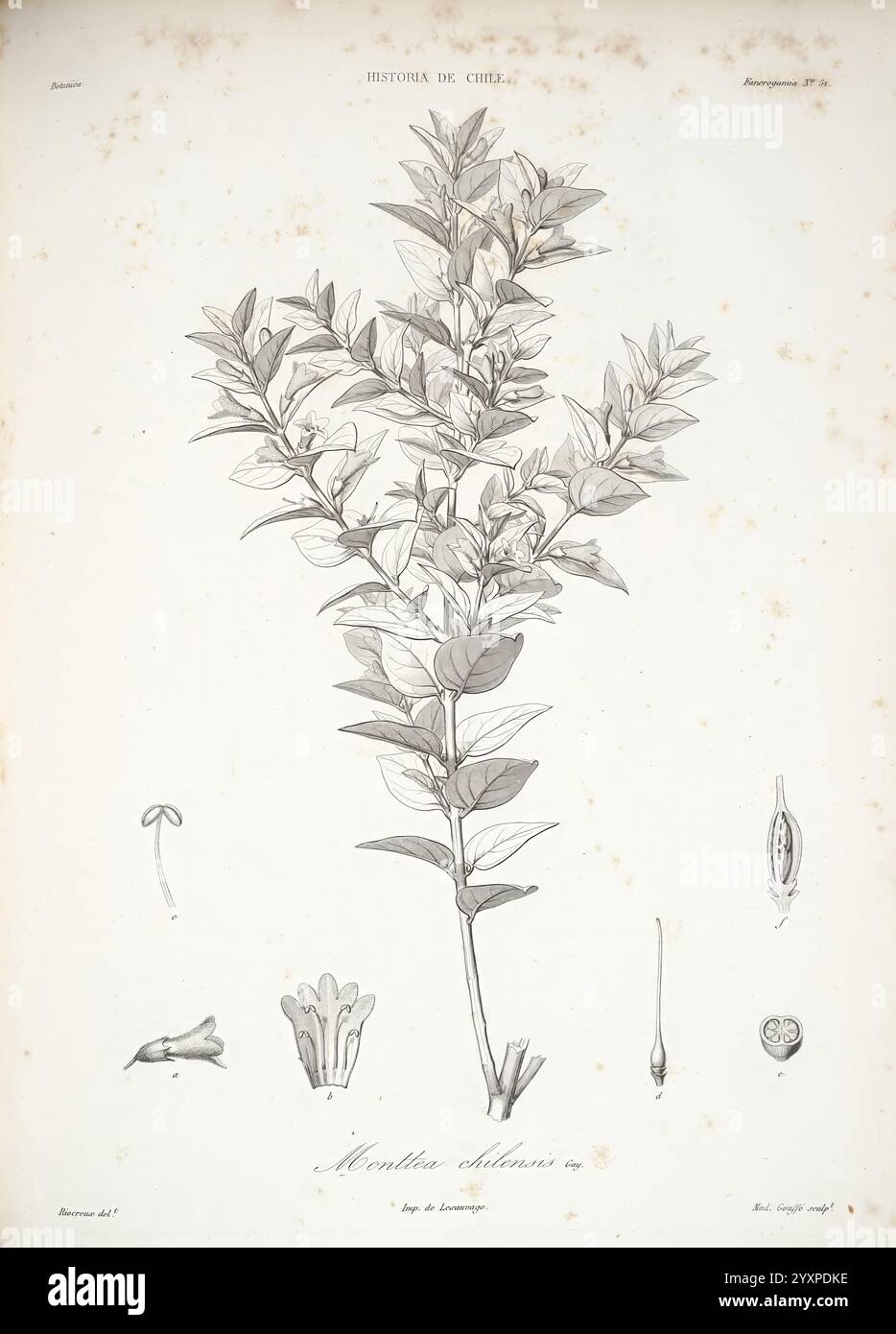 Historia fisica y politica de Chile segun documentos adquiridos en esta ...