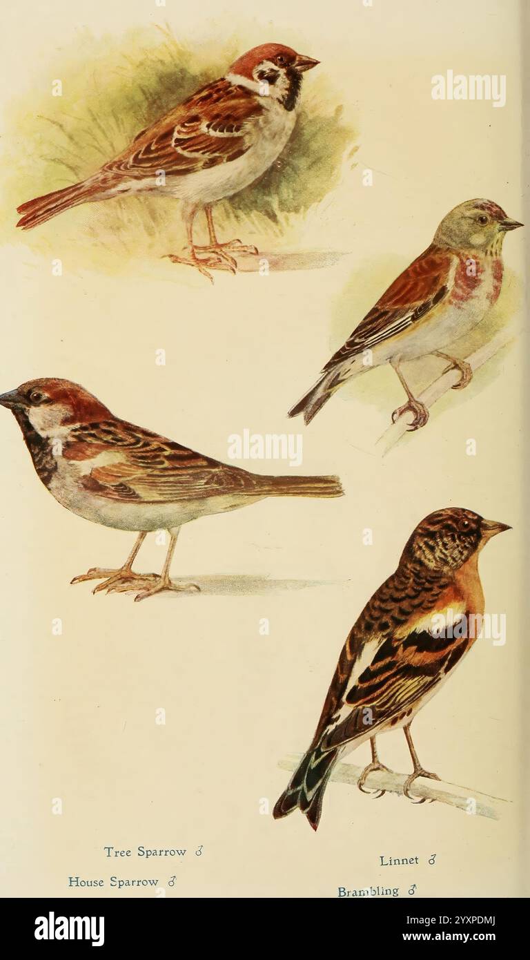 Displaying subtle color variations hi-res stock photography and images ...