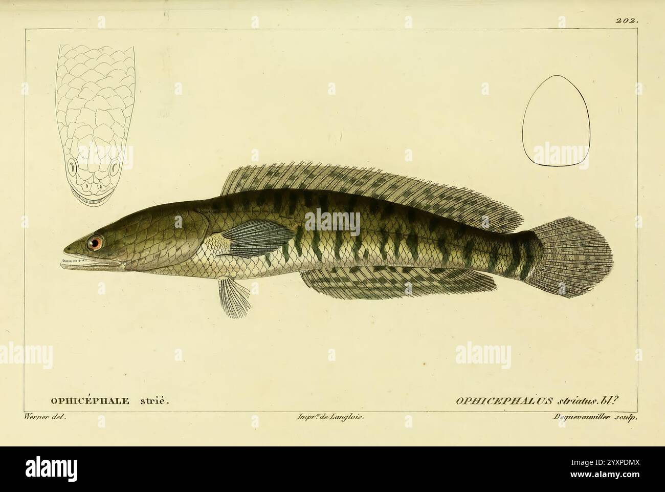 Histoire naturelle des poissons, Paris, Chez F. G. Levrault, 1828-1849 ...
