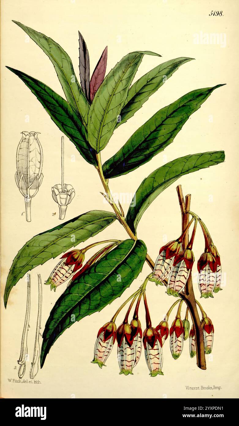 Flowers structural details hi-res stock photography and images - Alamy