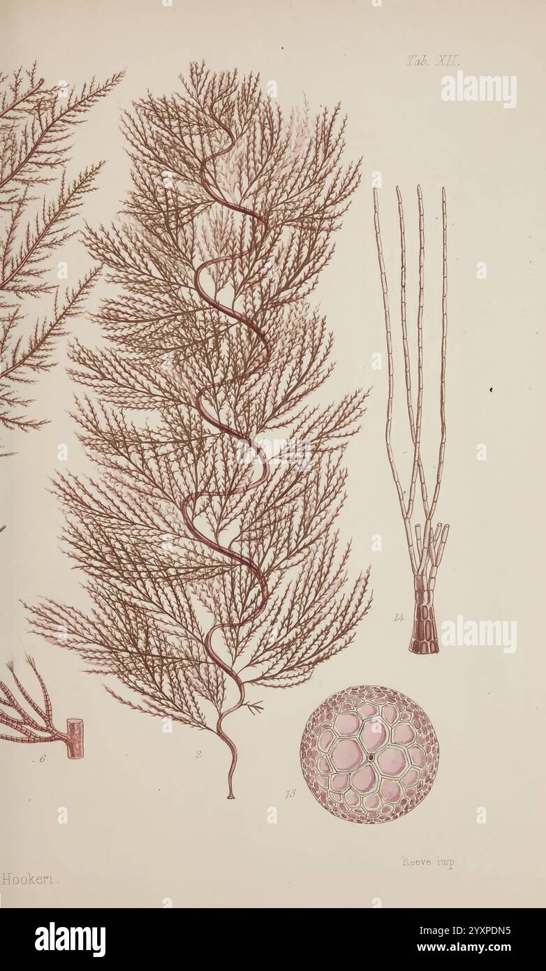 Different algal forms hi-res stock photography and images - Alamy