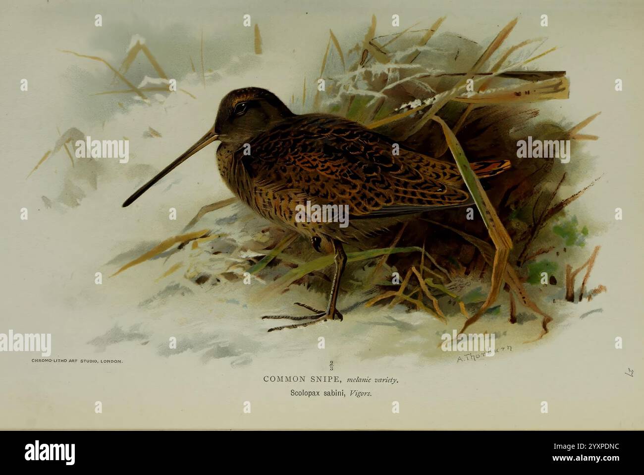 Common snipe stands poised hi-res stock photography and images - Alamy