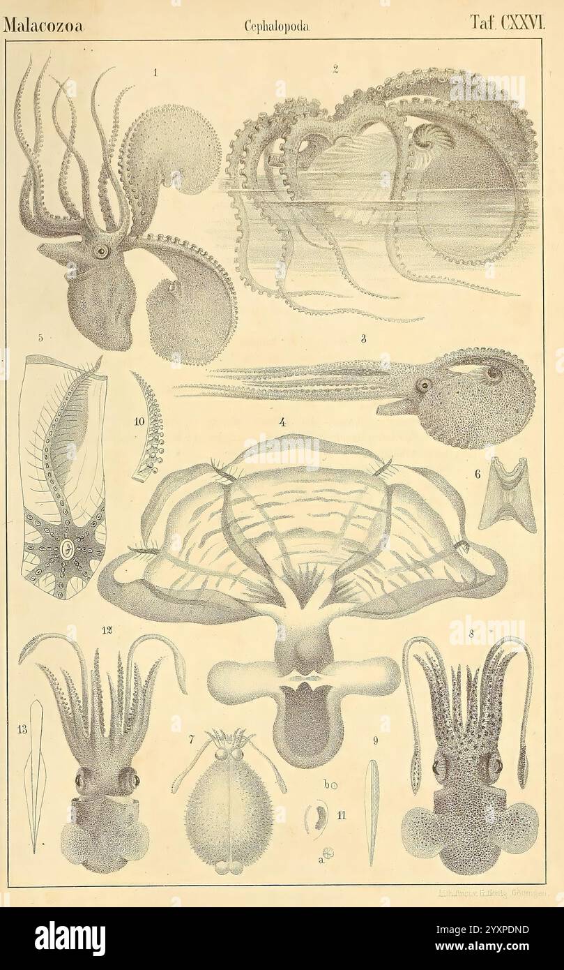 Various detailed depictions of squids hi-res stock photography and ...