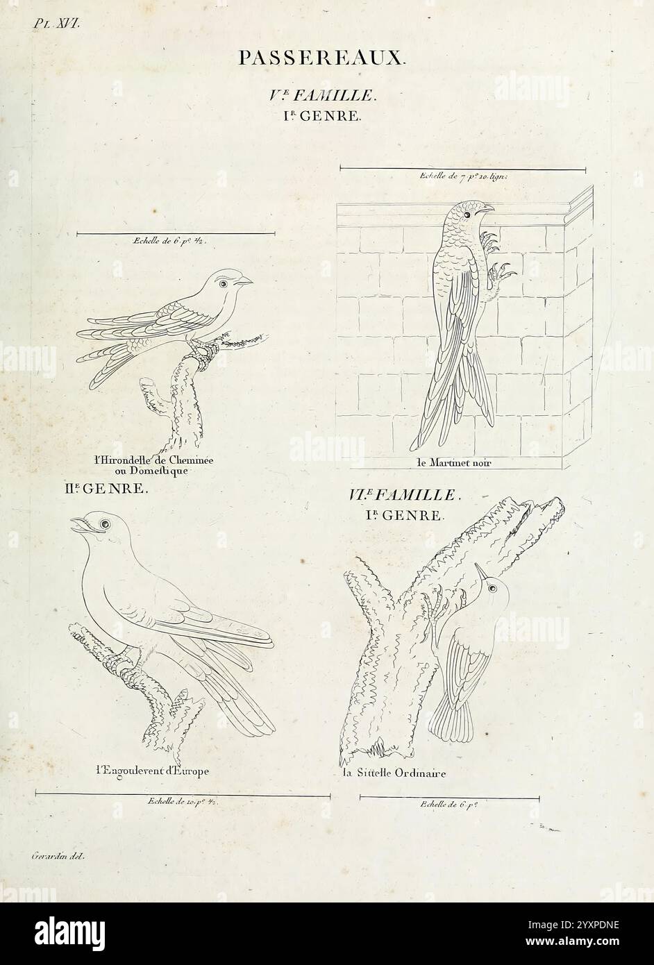 Illustration features three detailed drawings hi-res stock photography ...