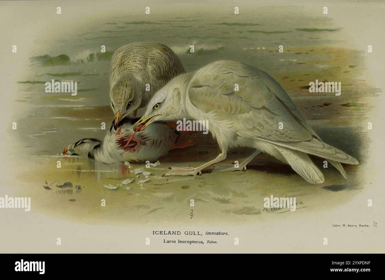 Two iceland gulls hi-res stock photography and images - Alamy