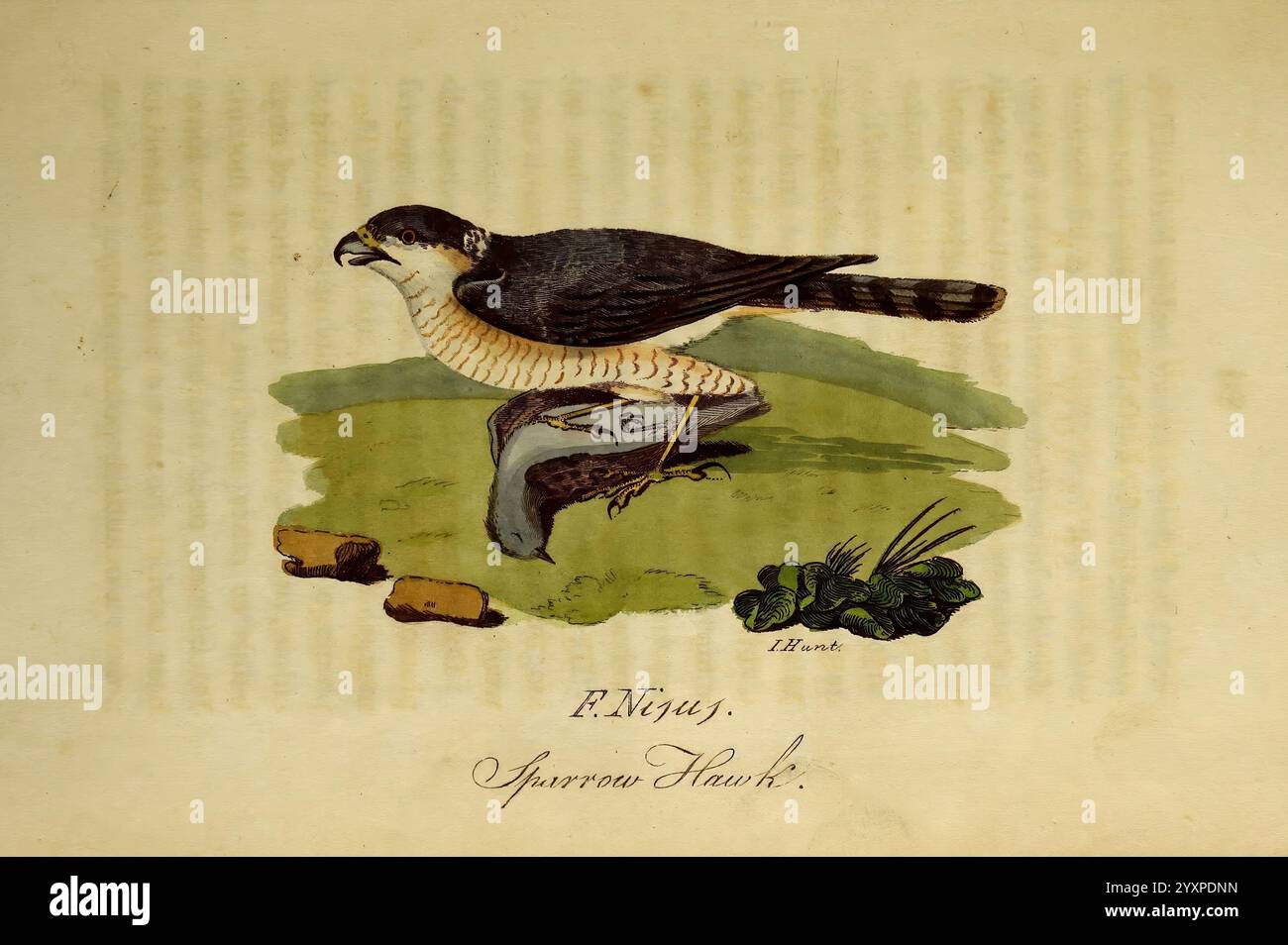 British ornithology, Norwich, Bacon, 1815-22 Great Britain, bird, birds ...