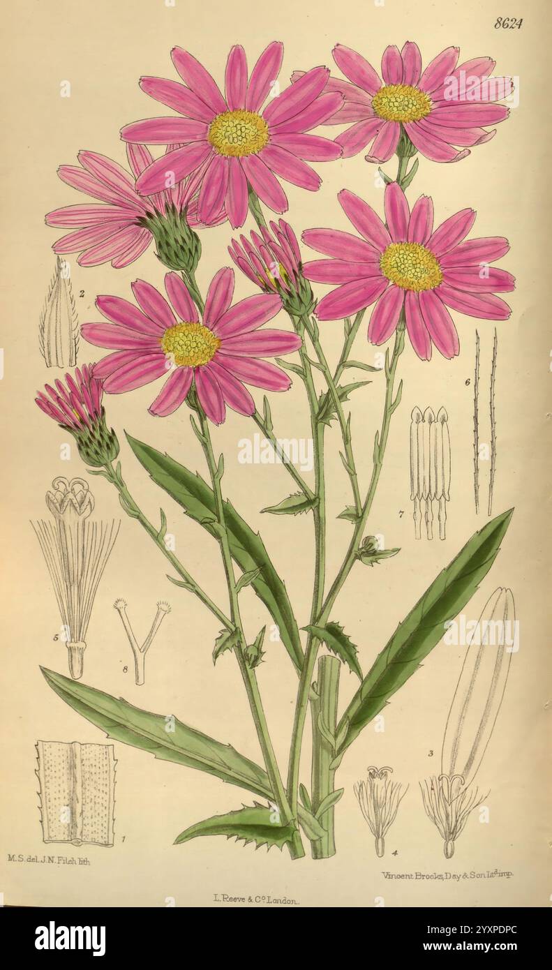 Curtis's Botanical Magazine, London, New York, Botanical Illustration ...