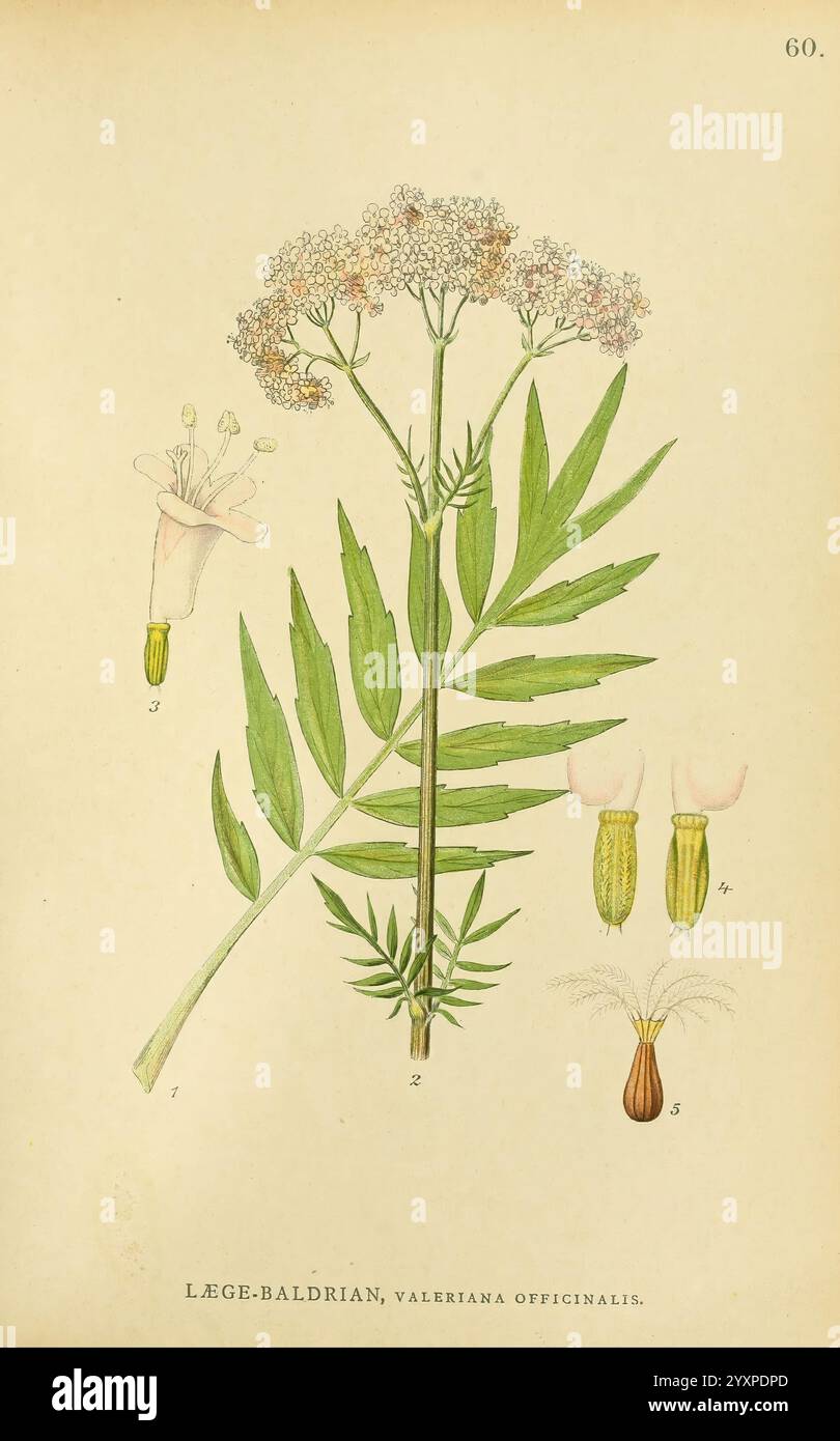 Billeder af Nordens flora, København, G.E.C. Gad, 1901-1903 [i.e. 1907 ...