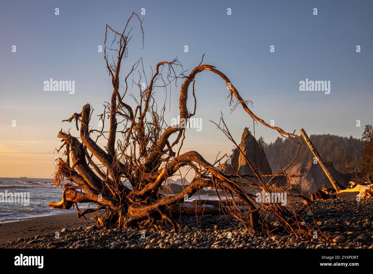 Tertiary roots hi-res stock photography and images - Alamy