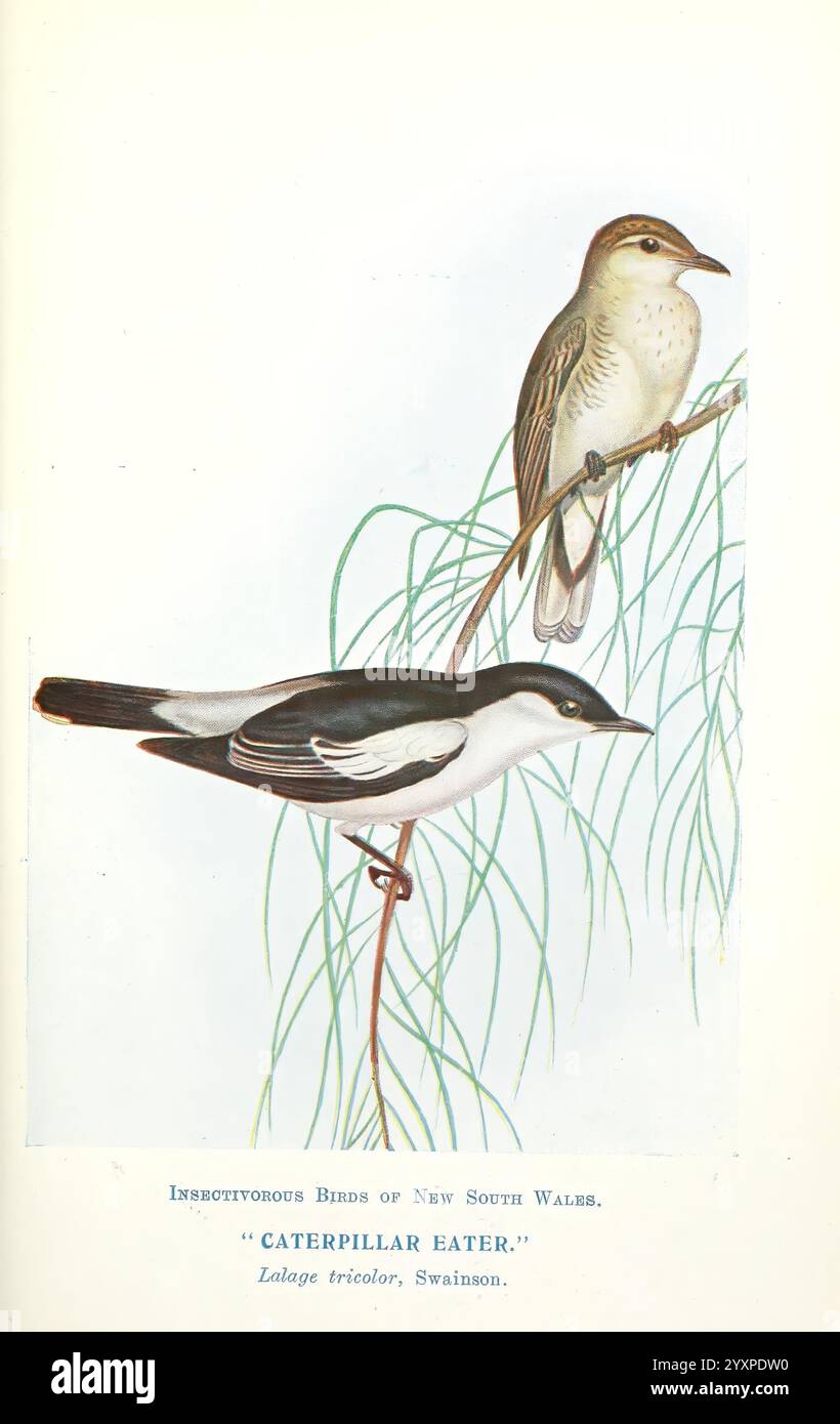 Some, useful, Australian, birds, Sydney, W.A, Gullick, Govt, Printer ...