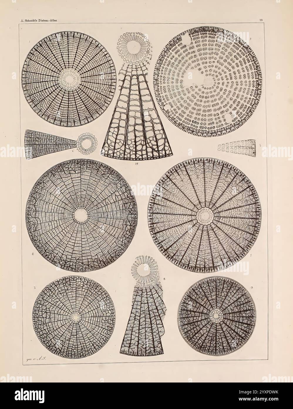 Illustrative scientific diagrams hi-res stock photography and images ...