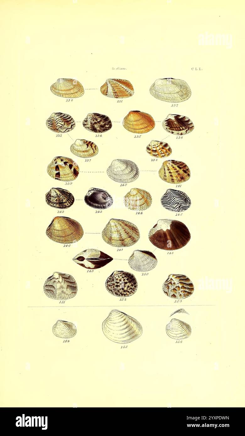 Natures marine treasures hi-res stock photography and images - Alamy