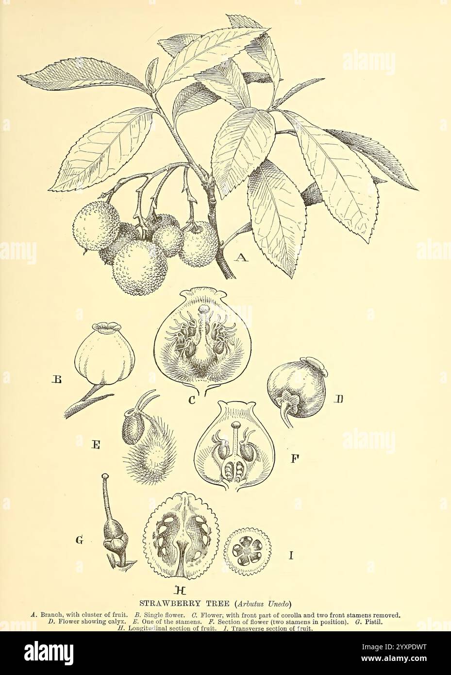 Trees and shrubs of the British Isles, London Dent 1909, botany, Great ...