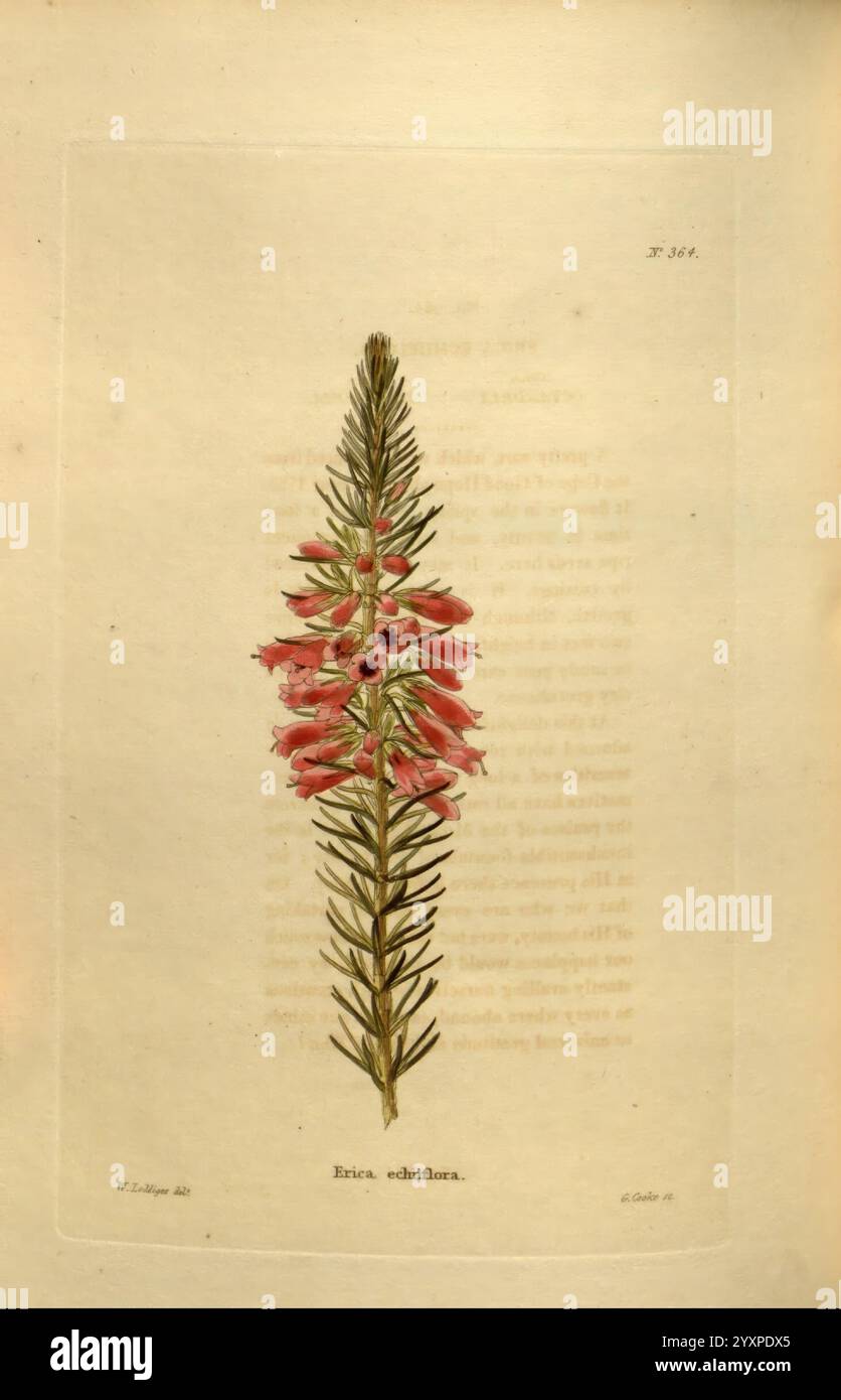 Erica echinora plant hi-res stock photography and images - Alamy