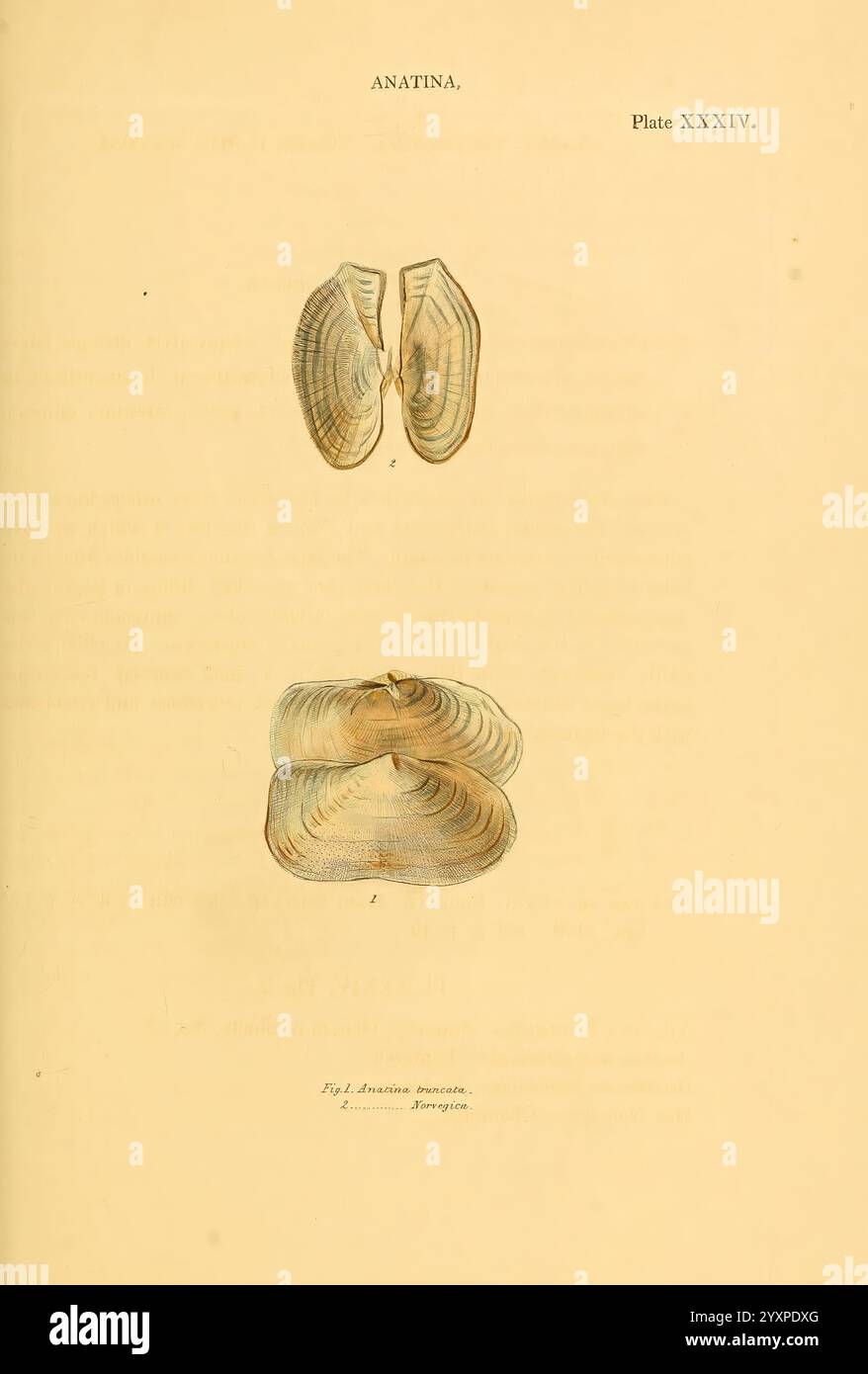 Conchologia systematica, or Complete system of conchology, London ...