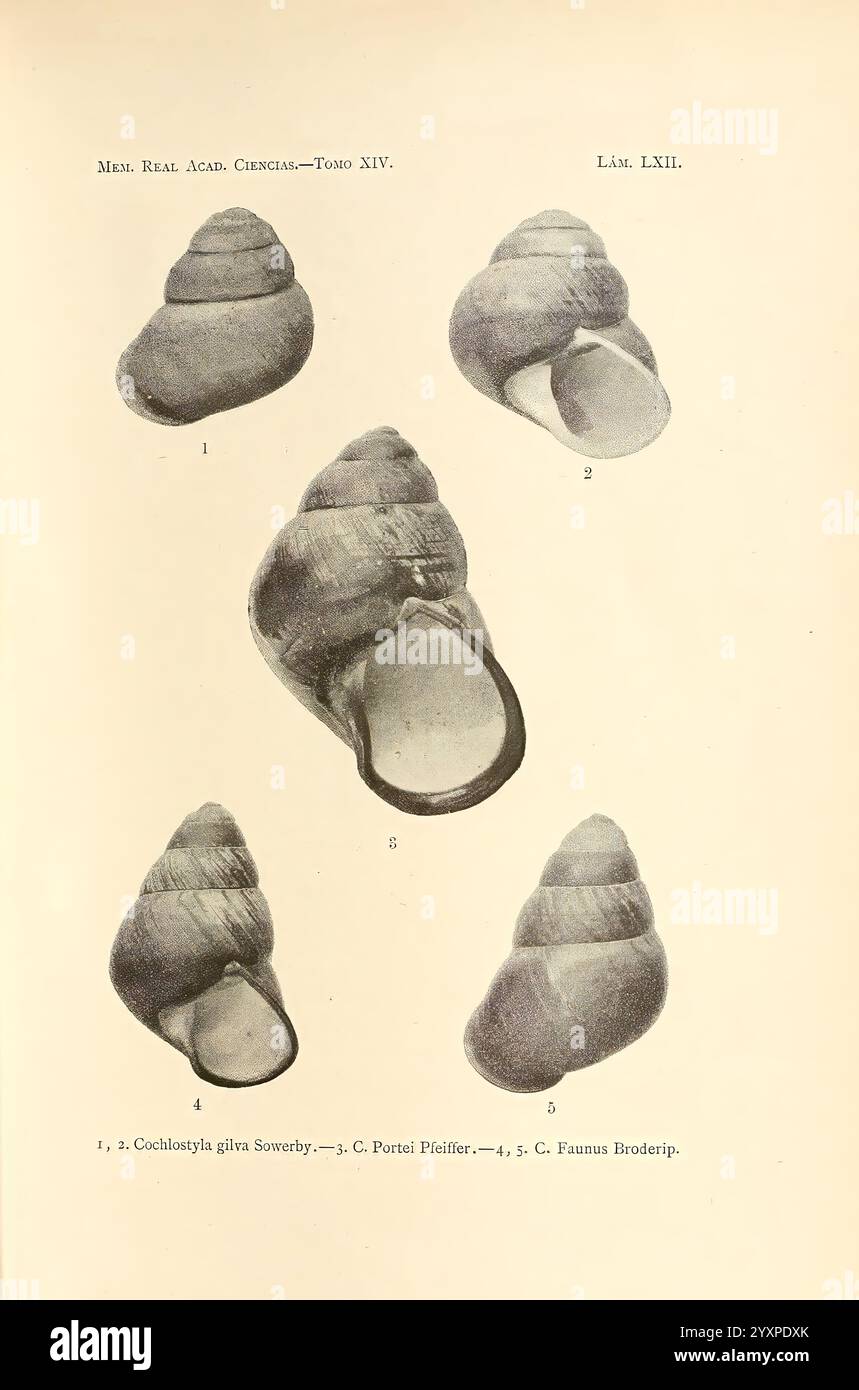 Showcases different structural characteristics hi-res stock photography ...