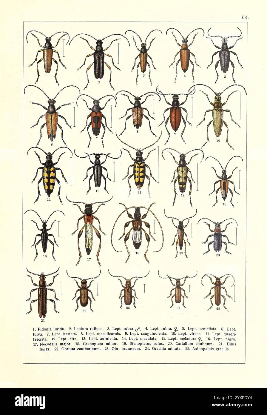 Zhuki Rossii i zapadnoĭ Evropy S.-Peterburg Devrien 1905-1915 beetles ...