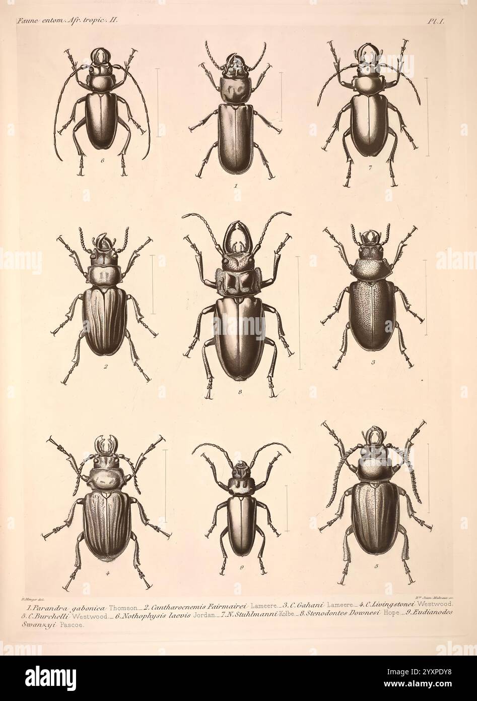 Final three beetles hi-res stock photography and images - Alamy