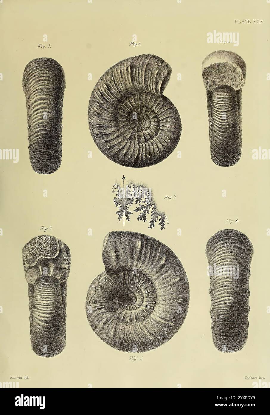 Various detailed depictions of ammonite fossils hi-res stock ...