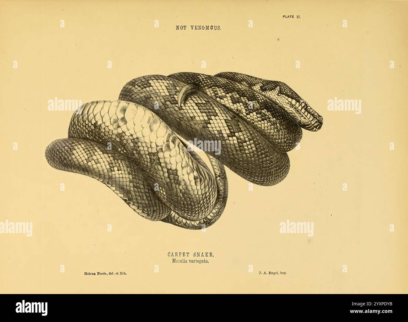 Morelia vareigata hi-res stock photography and images - Alamy