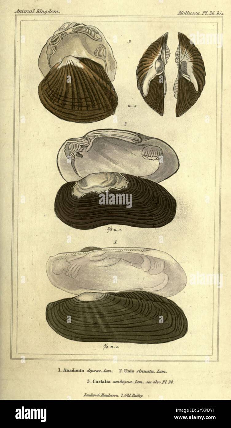 Muscle attachment areas hi-res stock photography and images - Alamy