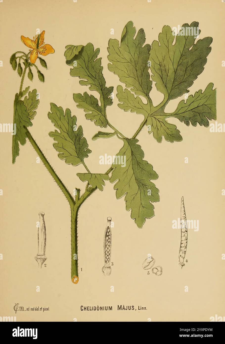 Depicted alongside various seeds hi-res stock photography and images ...