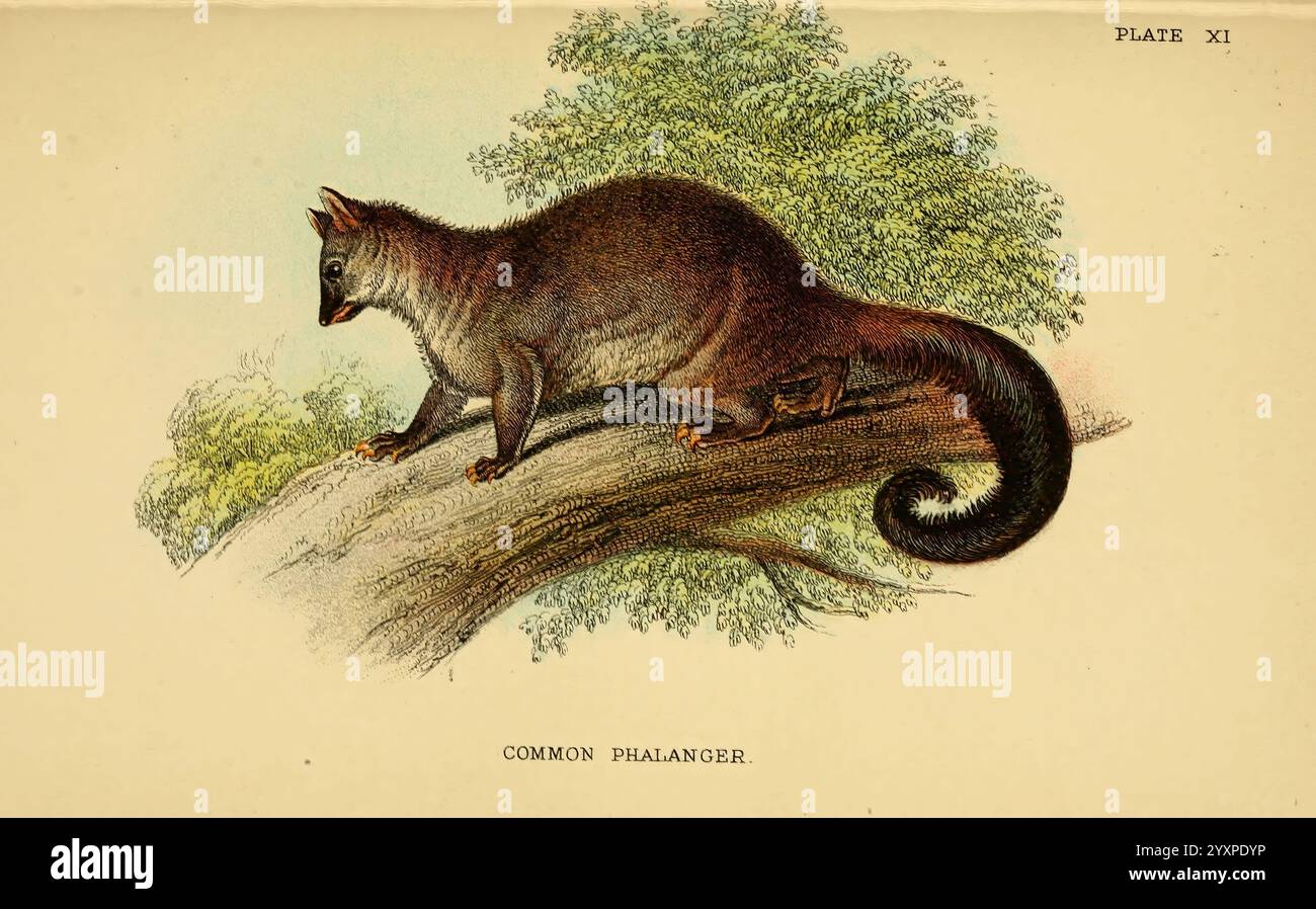 Small marsupial displays hi-res stock photography and images - Alamy