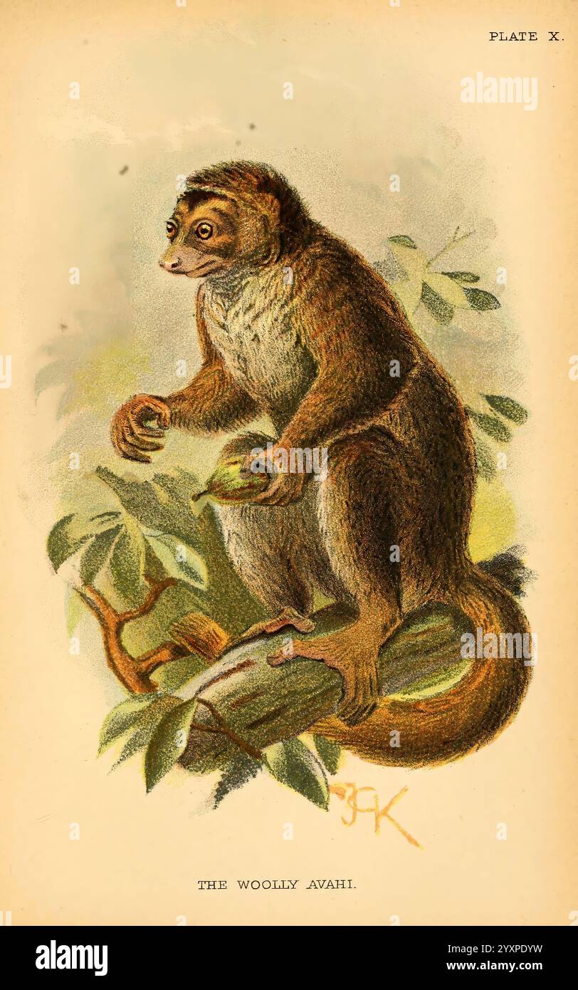 A hand-book to the primates. v.1 London, W.H. Allen & Co, Ltd, 1894 ...