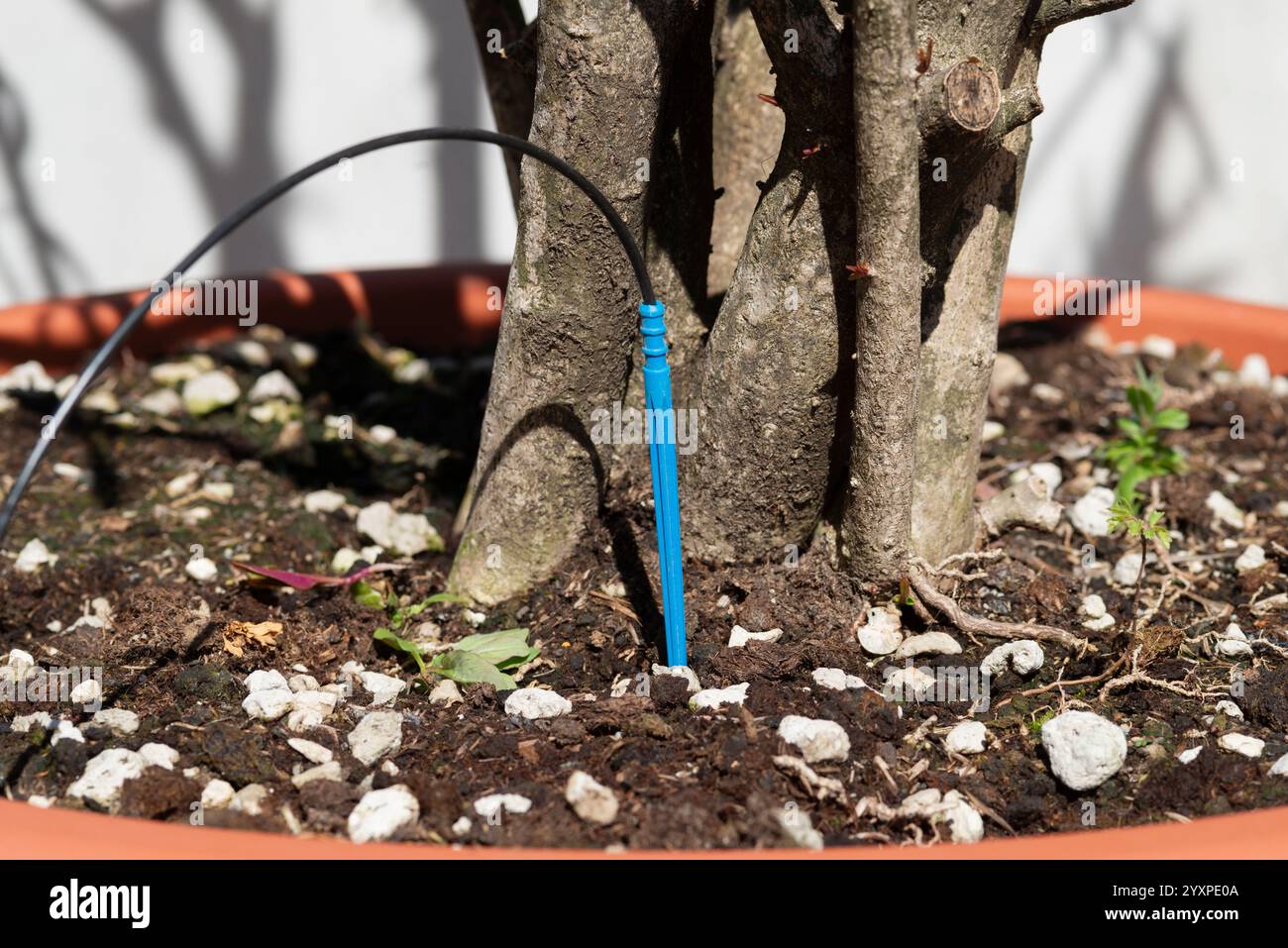 Close up drip irrigation hi-res stock photography and images - Alamy