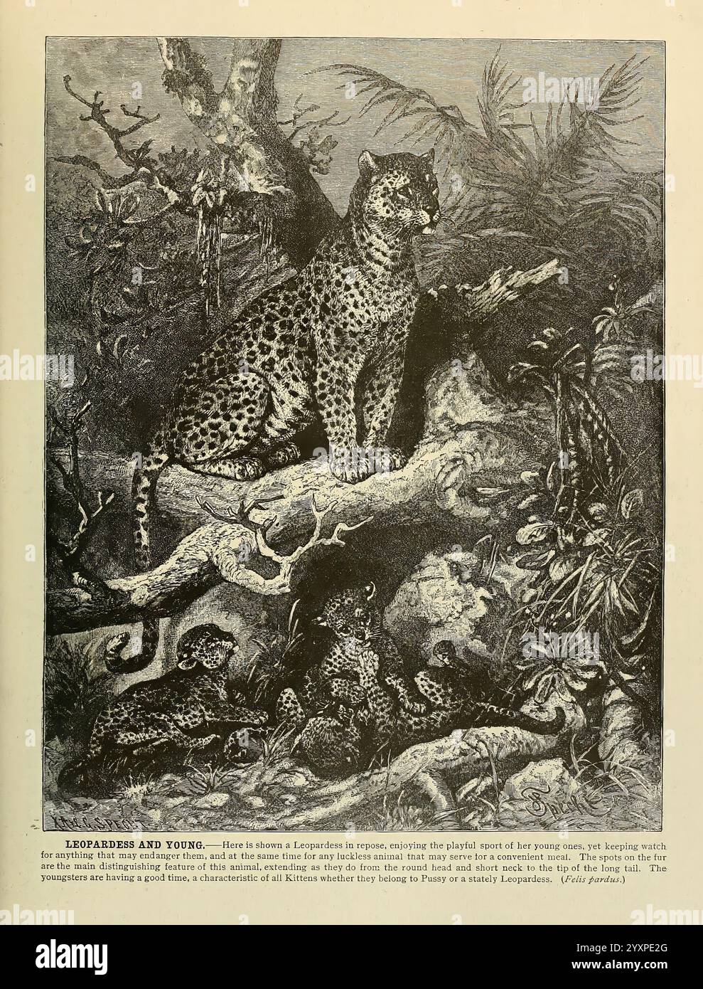 Leopards powerful physique hi-res stock photography and images - Alamy