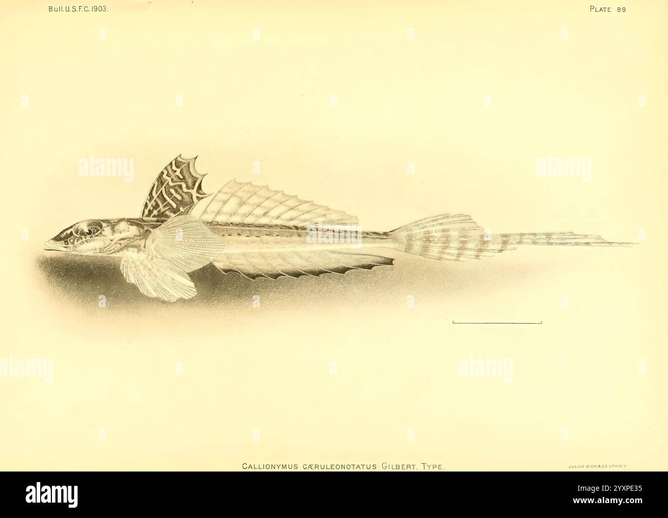 Streamlined shape adapted hi-res stock photography and images - Alamy