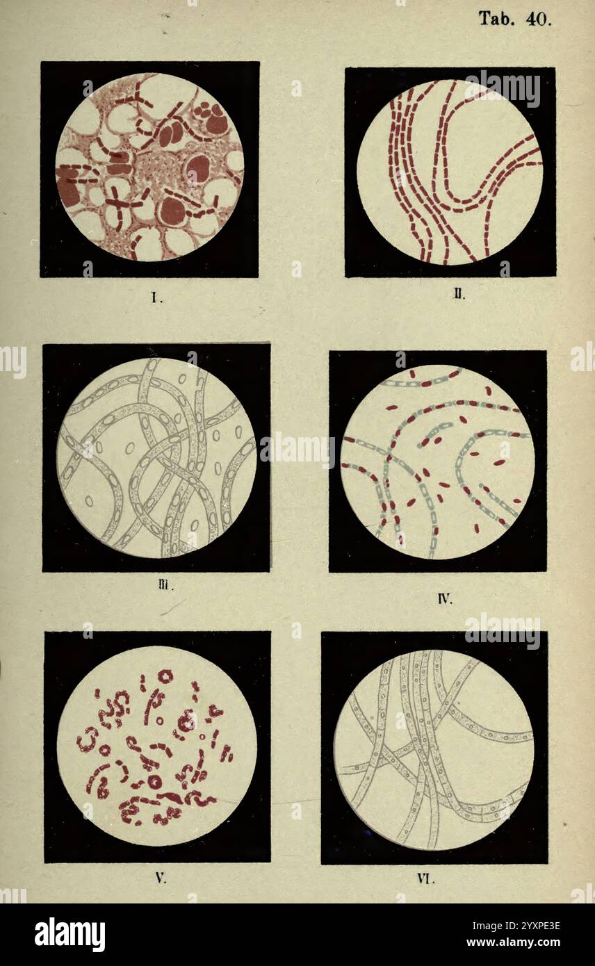 Six circular illustrations hi-res stock photography and images - Alamy