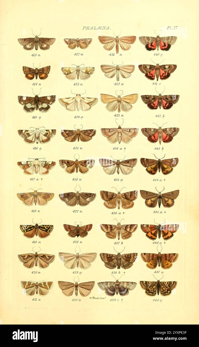 Index entomologicus London William Wood 1839 butterflies classification ...