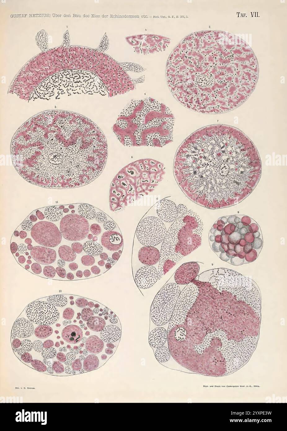 Various cell structures hi-res stock photography and images - Alamy