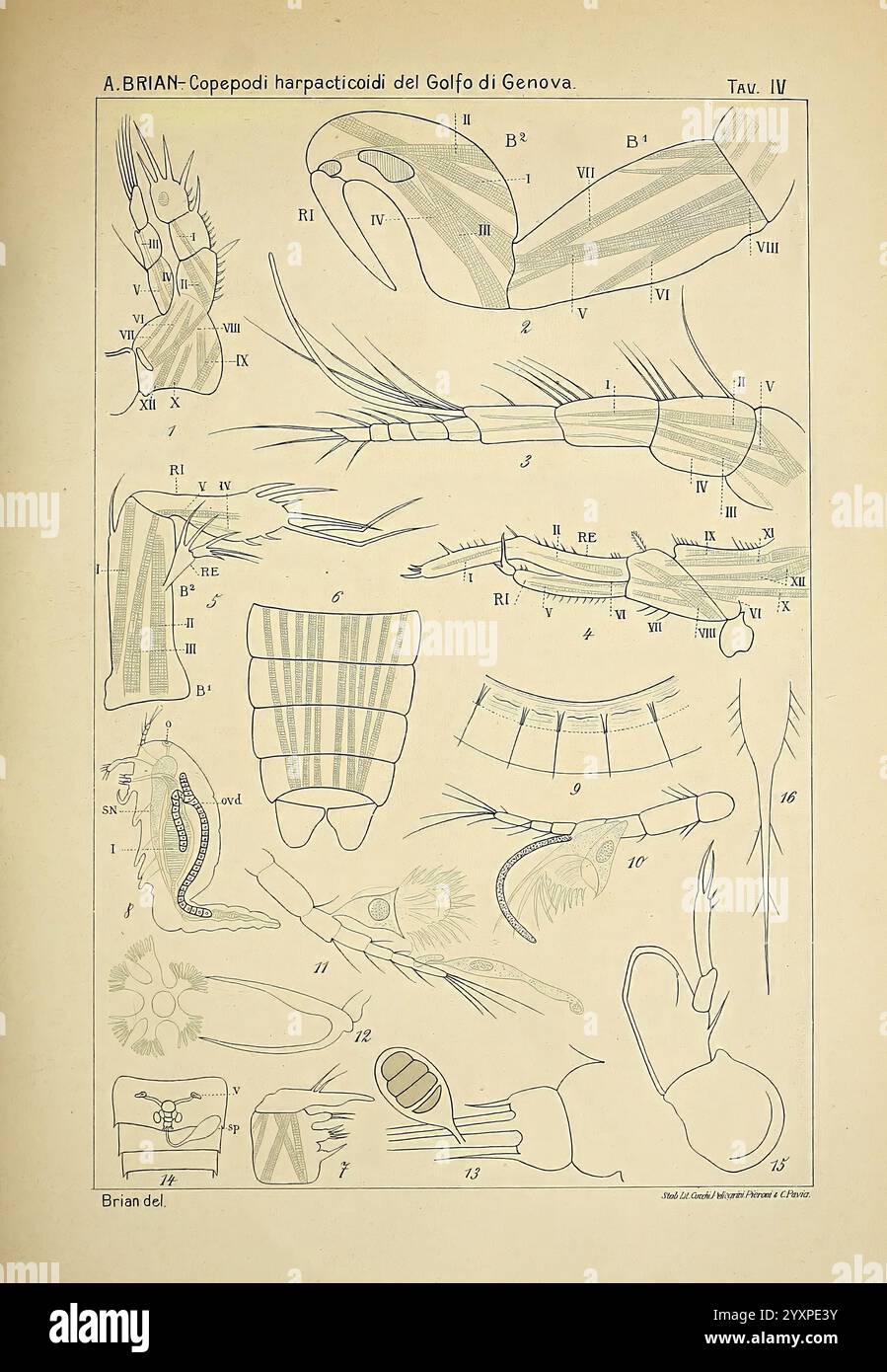 I copepodi, harpacticoidi del golfo di Genova, Genova, Istituto ...