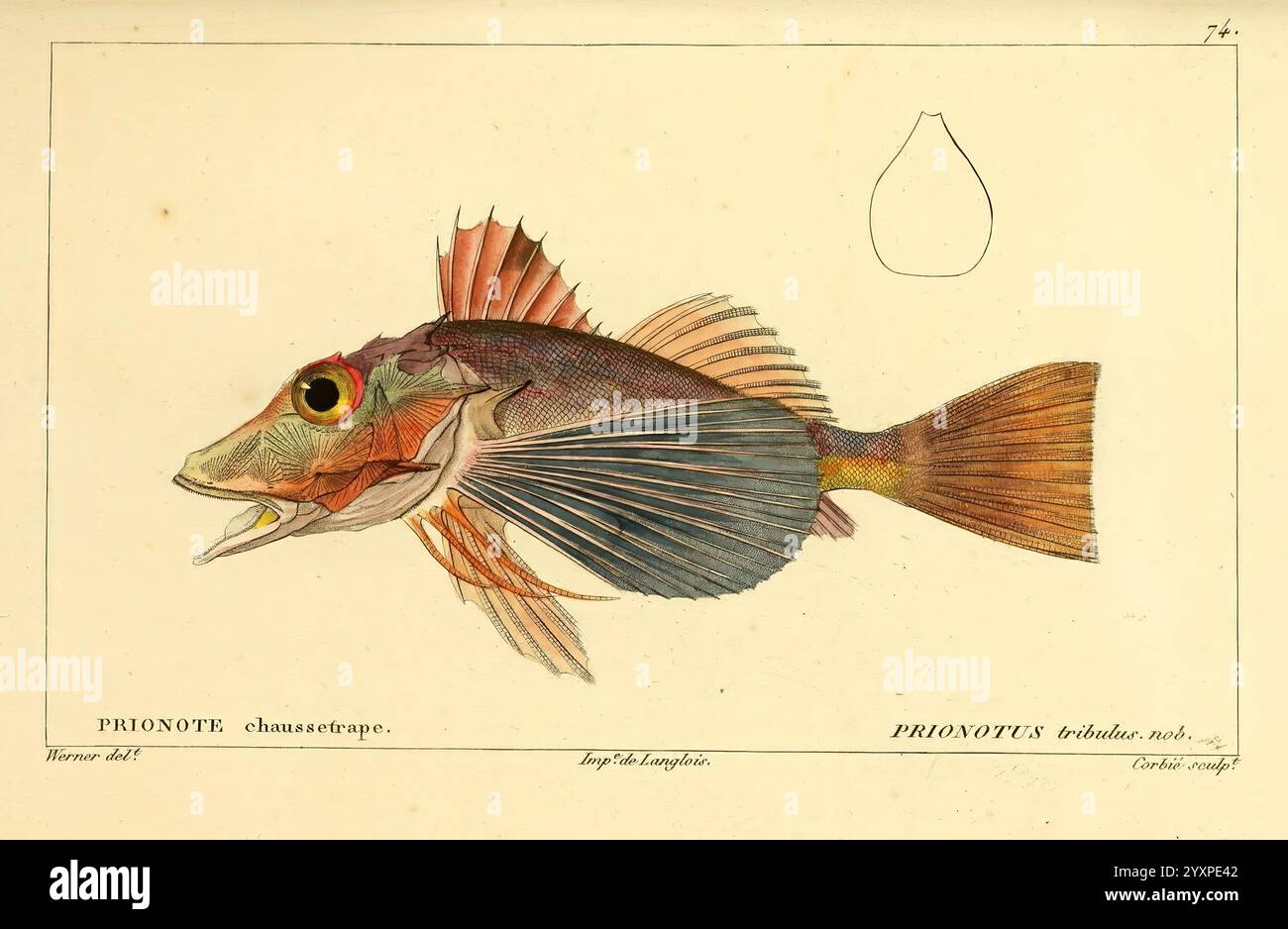 Fishs profile hi-res stock photography and images - Alamy