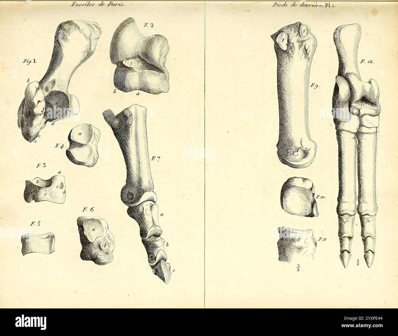 Recherches sur les ossemens fossiles de quadrupèdes, Paris, Deterville ...